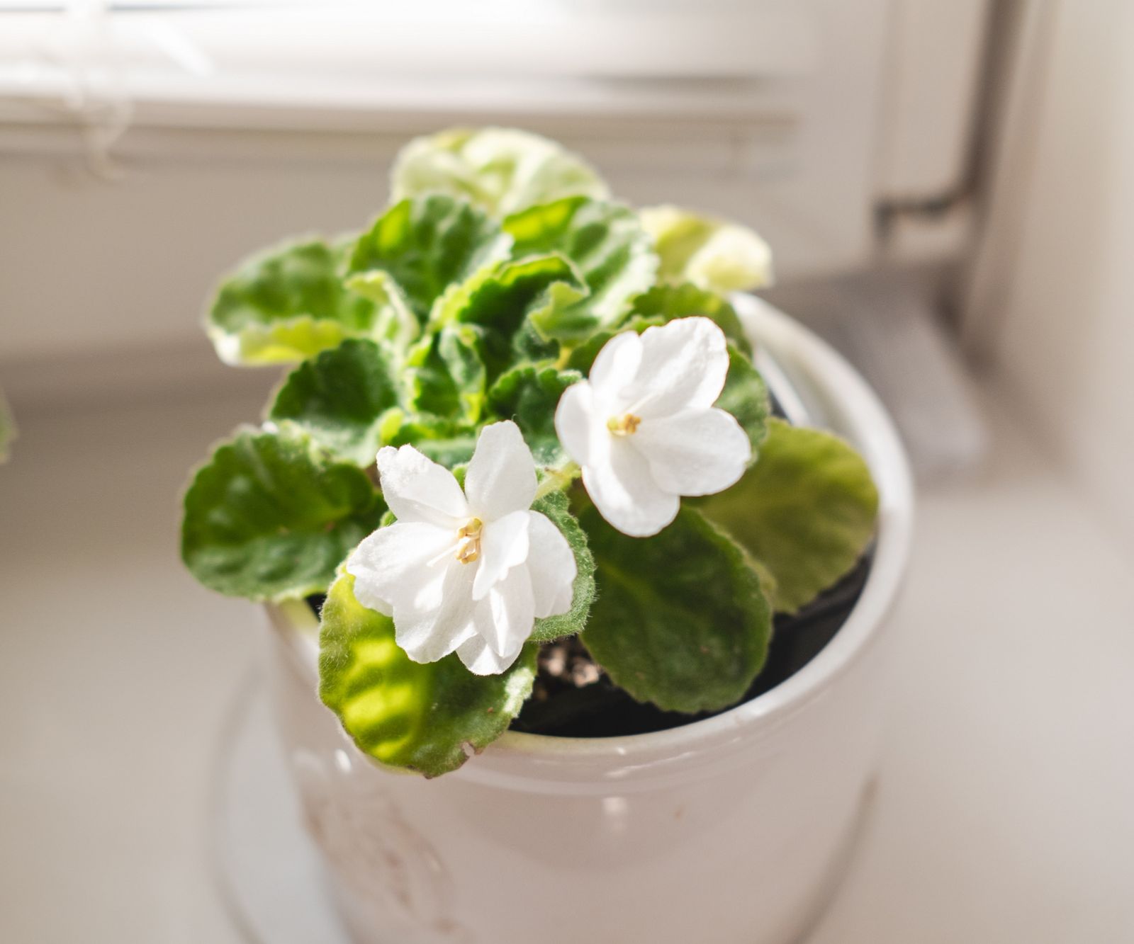 Why are my African violet leaves drooping: 5 common causes | Homes and ...