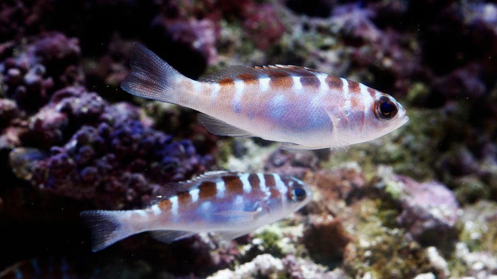 32 types of saltwater fish for your aquarium | PetsRadar