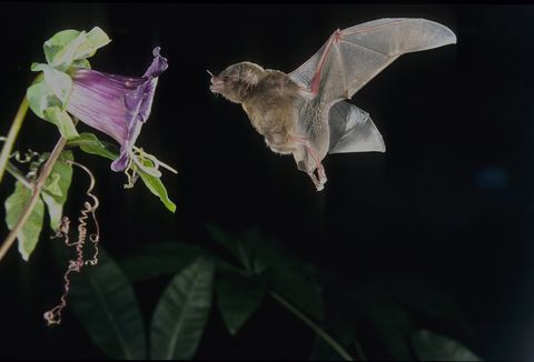 Birds Best Bats In Flying Game | Live Science