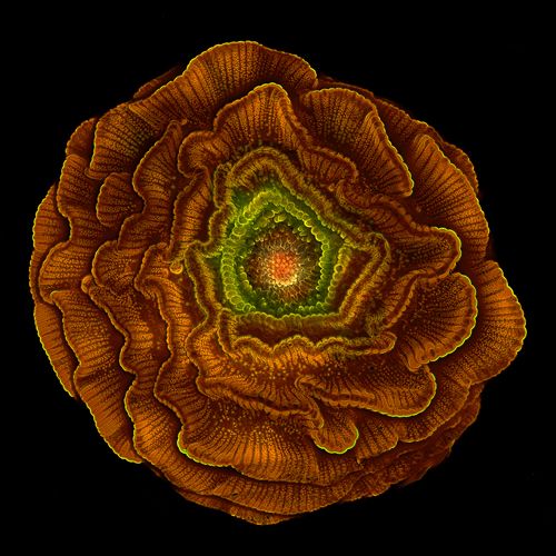 Award-Winning Microscope Images | Live Science