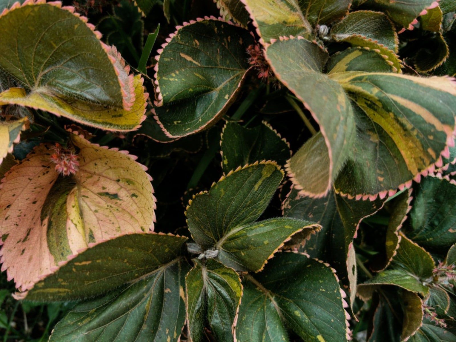 Acalypha Copper Plant Info - Tips On Growing Copper Leaf Plants ...