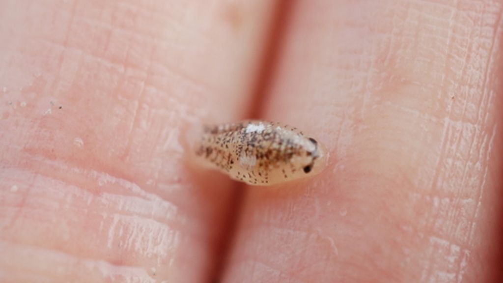 Swarms of 'mini-shark' beach bugs are on a foot-biting rampage in ...