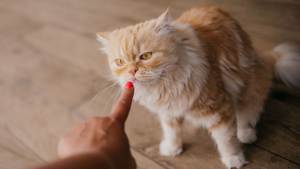 How to discipline a cat and encourage good behavior | PetsRadar