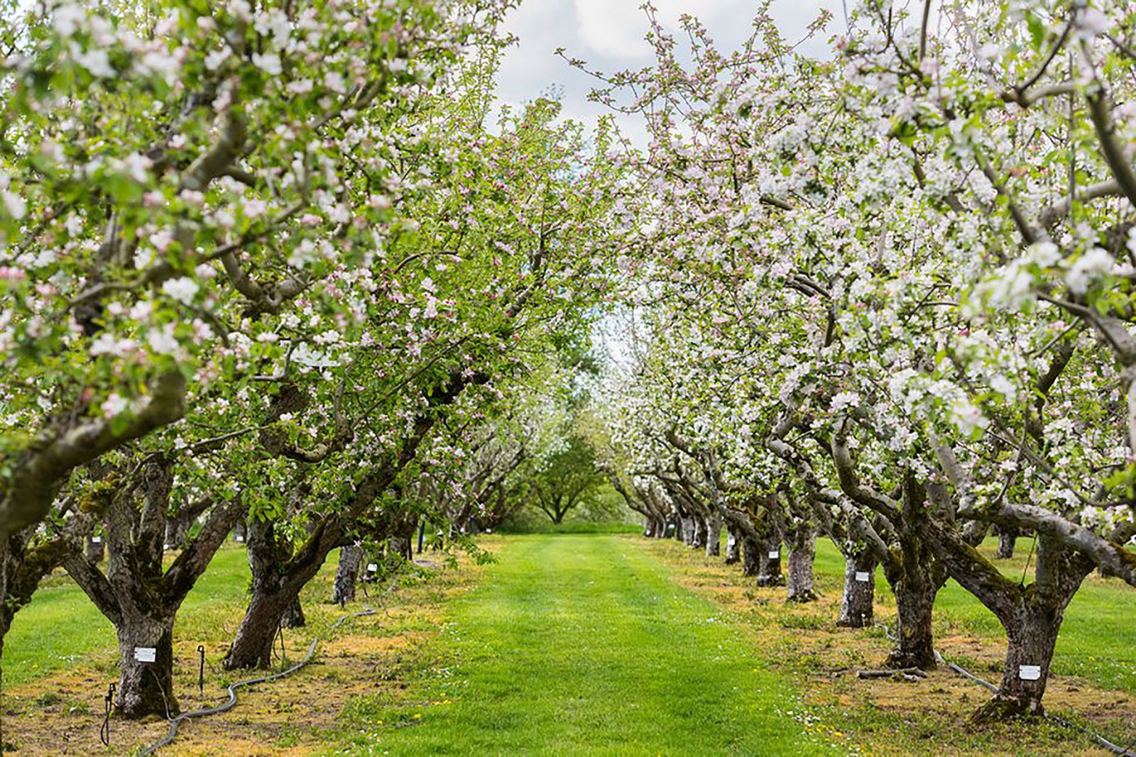 Lawn ideas: 10 gorgeous designs for plots of all shapes and sizes ...