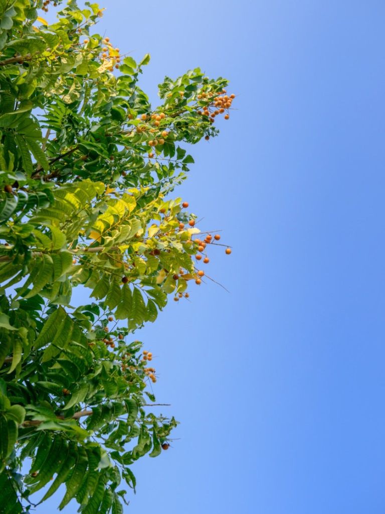 What Is A Wampi Plant: Learn Some Indian Wampi Plant Info And More ...