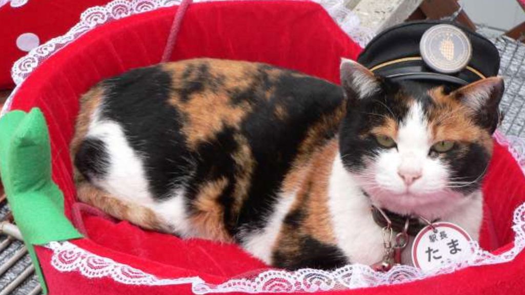 The fascinating history of Japan's railway station cats | PetsRadar