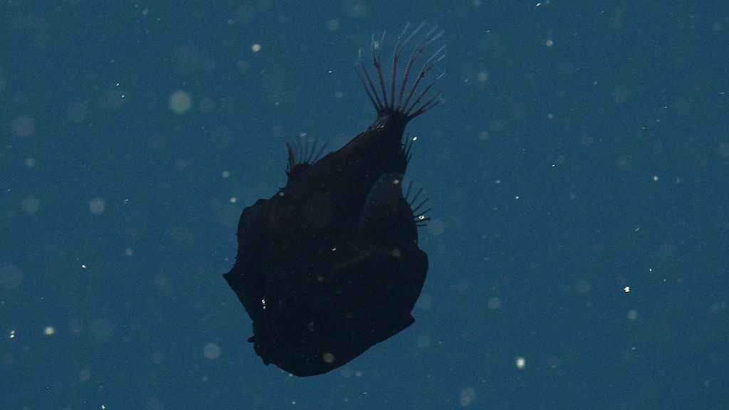Watch a super-rare dreamer anglerfish with ultra-black 'invisibility ...