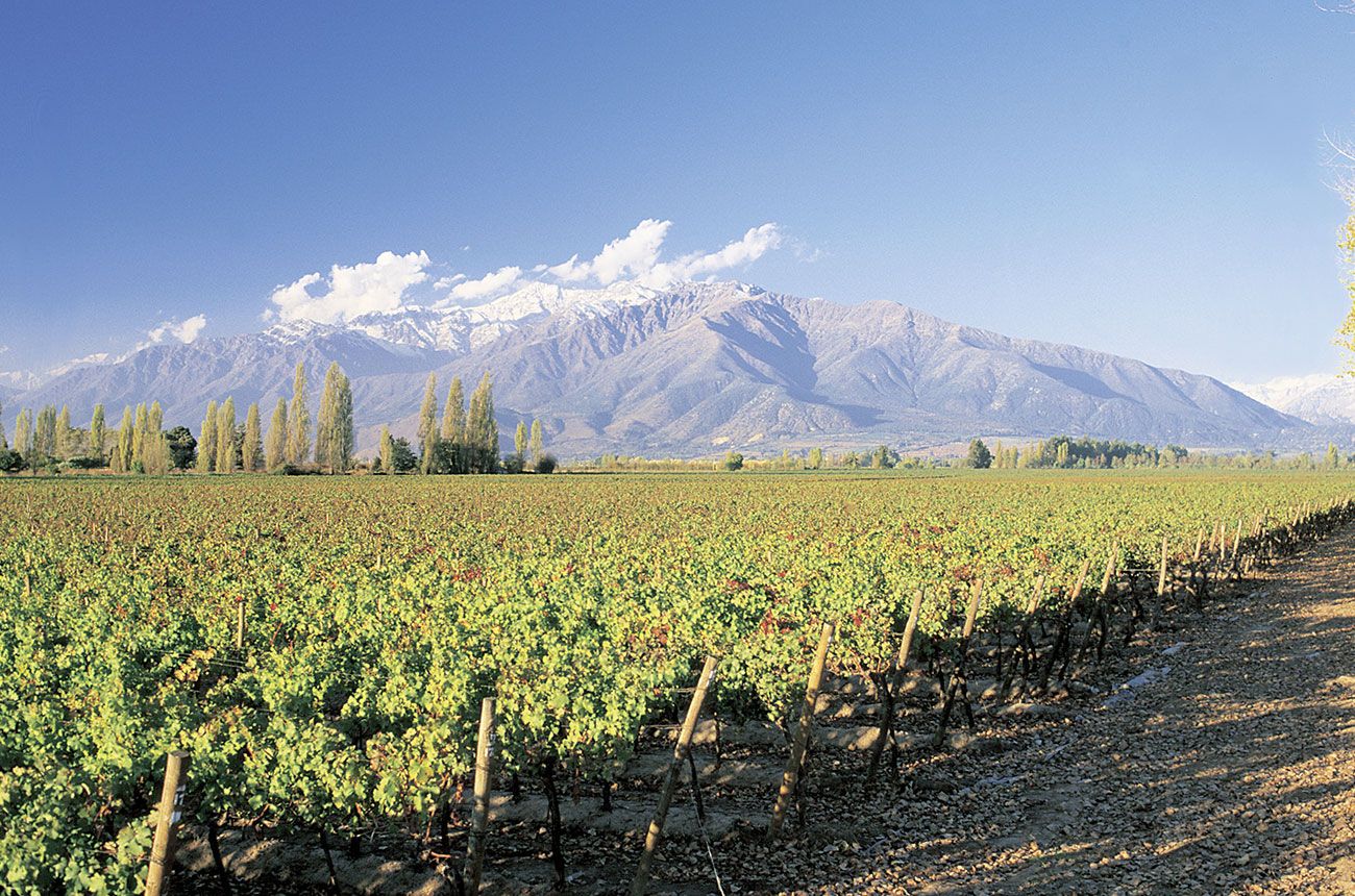 Chile: The long, thin country of iconic red wines | Decanter