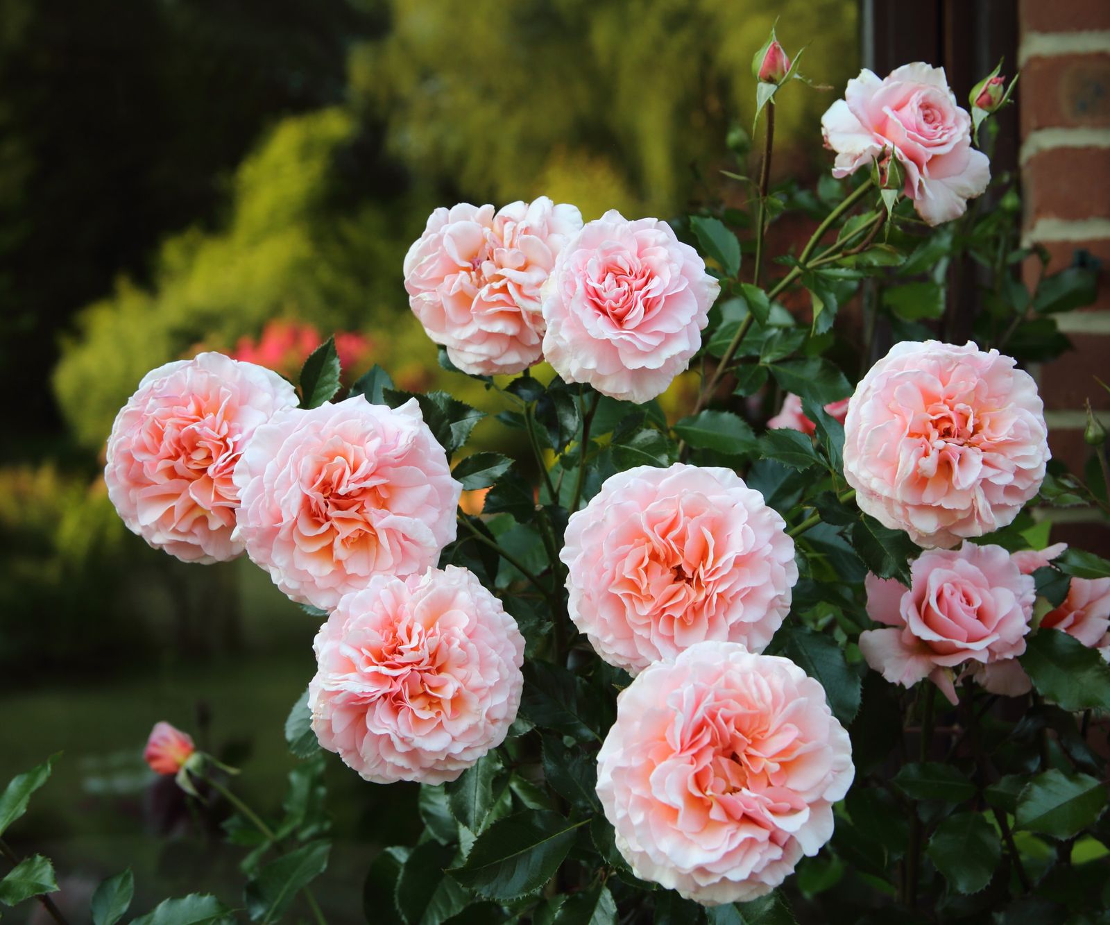 Make your own rose fertilizer - expert tips to feed plants | Homes and ...