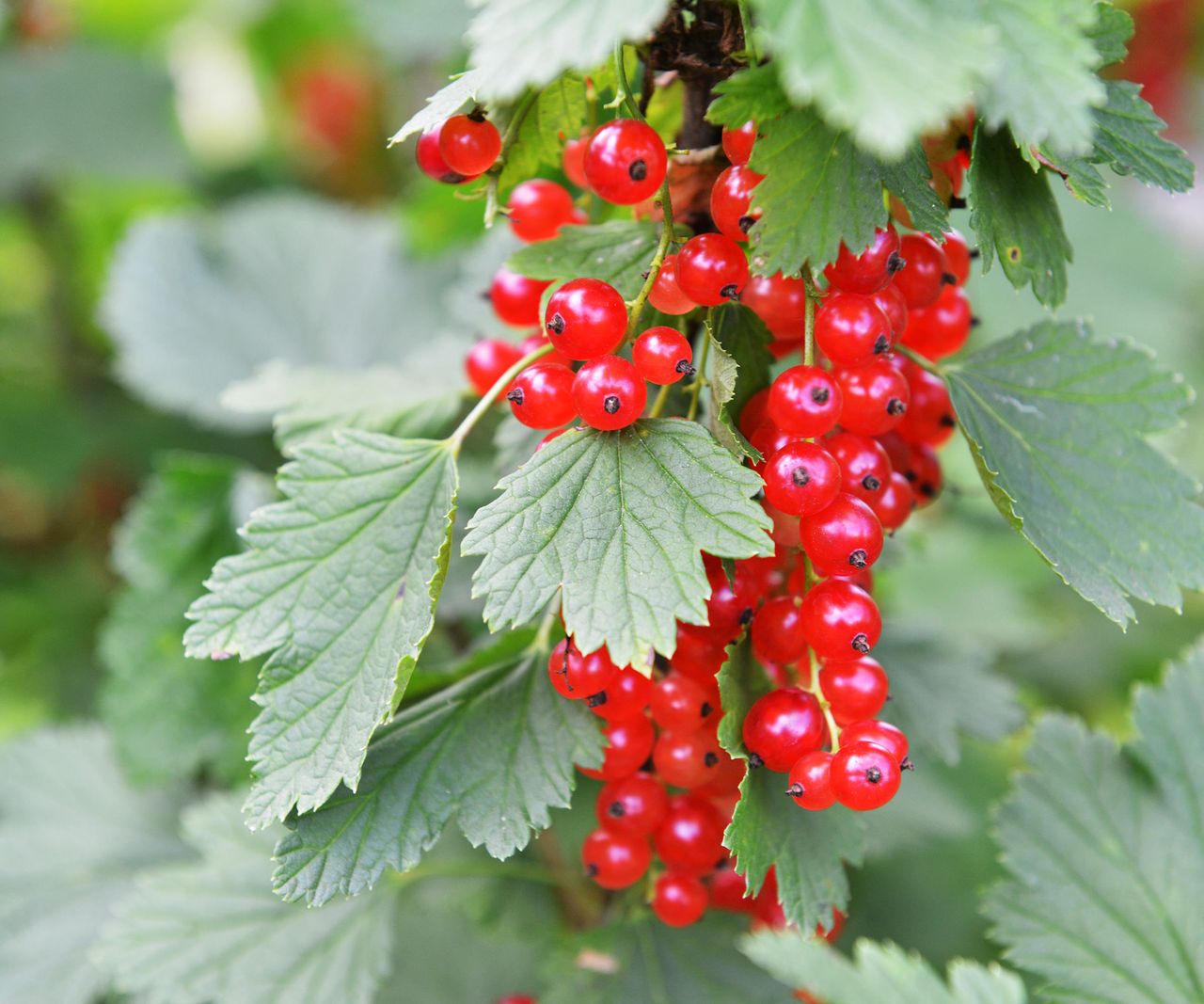 How to prune redcurrant bushes: tips from a kitchen gardener | Homes ...