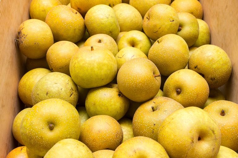 What Is A Kosui Asian Pear: How To Grow Kosui Asian Pears | Gardening ...