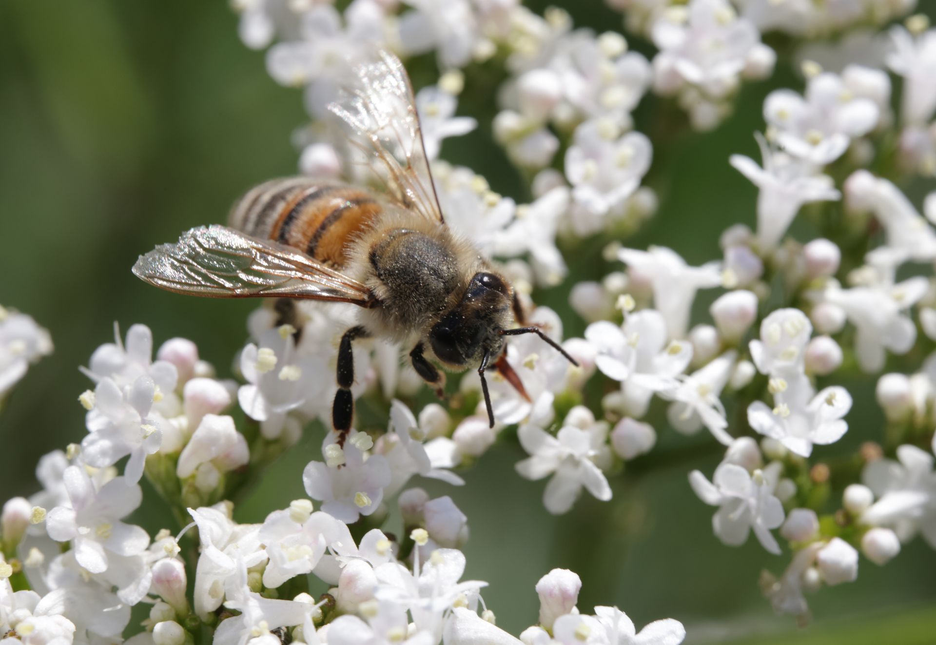 5 flowers that bloom at night - for a more beautiful, fragrant backyard ...