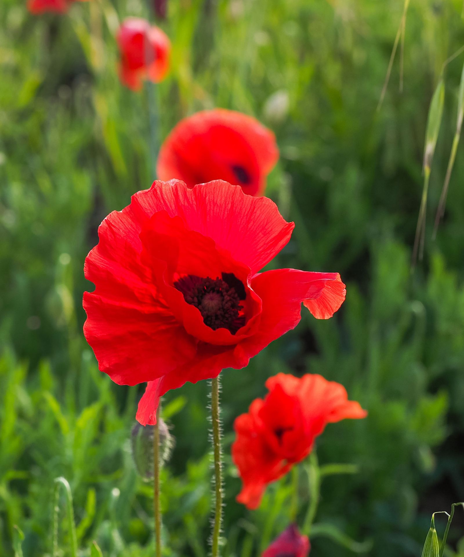 Type of poppies: 16 of the most beautiful annual varieties | Homes and ...