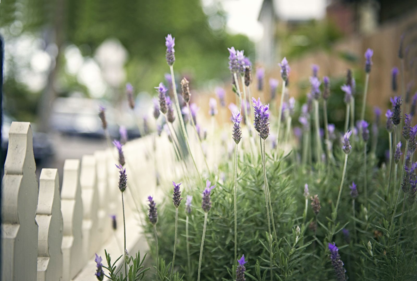 How to Revive Lavender — 4 Tricks to Make Sure Your Plants Come Back ...