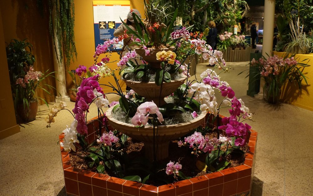 The Orchids of Latin America (Gallery) | Flowers in Photos | Live Science