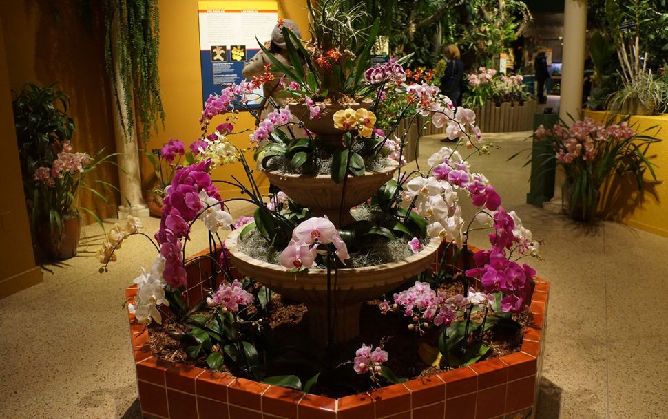 The Orchids of Latin America (Gallery) | Flowers in Photos | Live Science