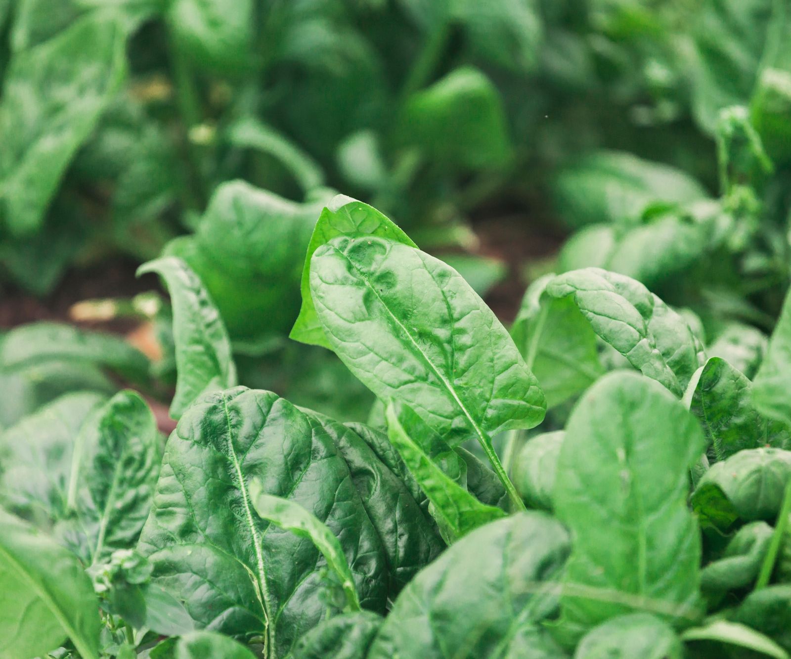 Spinach companion plants: what to grow alongside spinach | Homes and ...