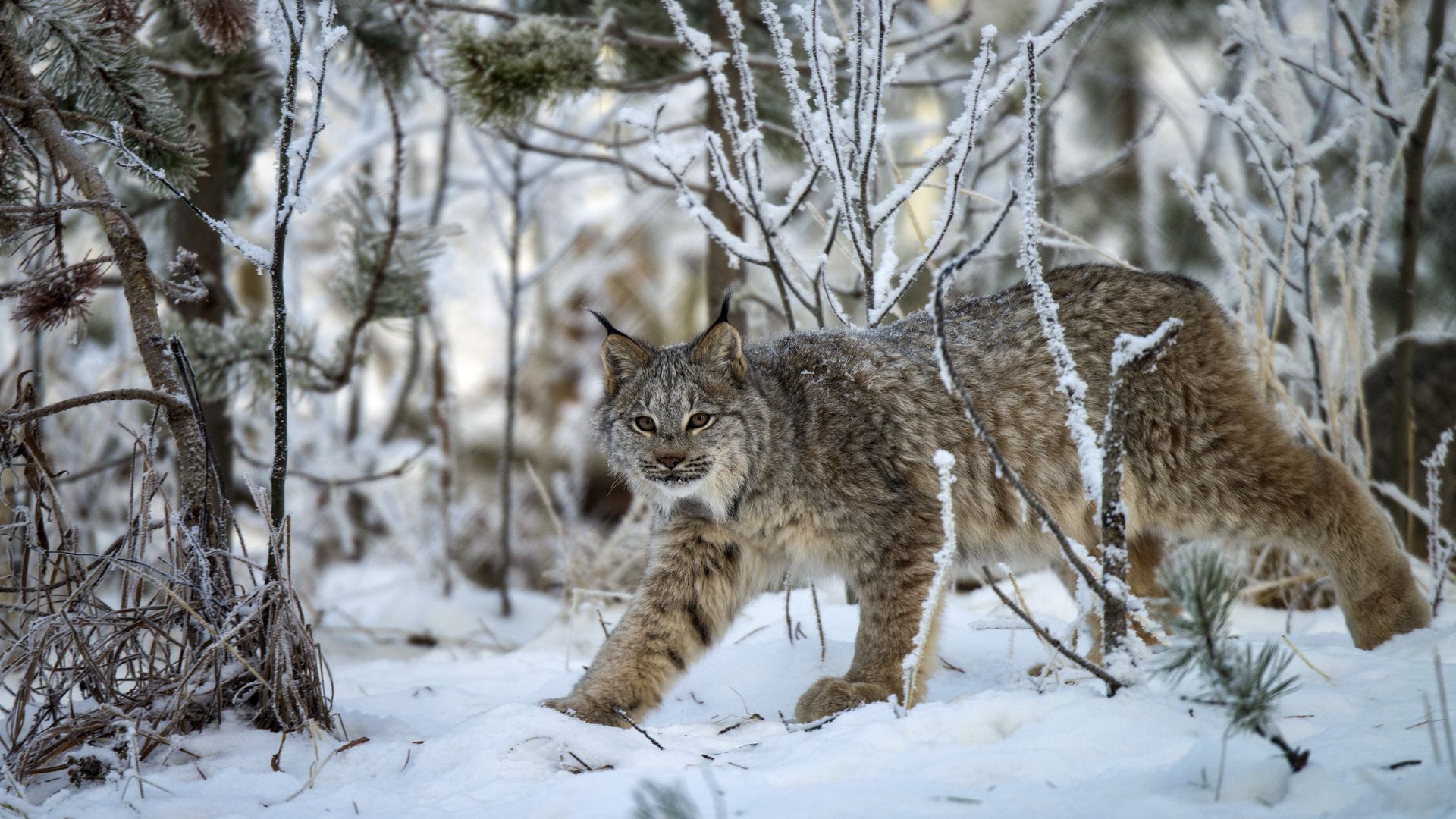 "A rare treat!" – cruise into the weekend with this clip of two Canada lynx padding through deep ...