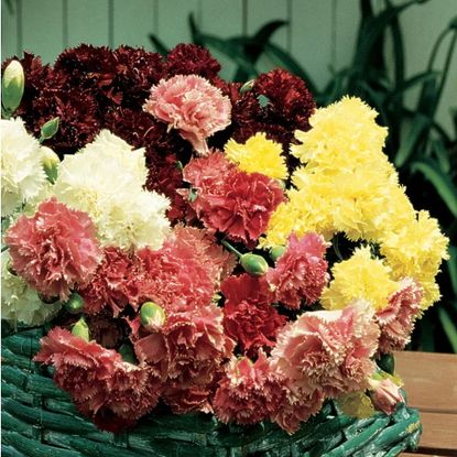 What are birth month flowers? Tips on how to grow them | Homes and Gardens