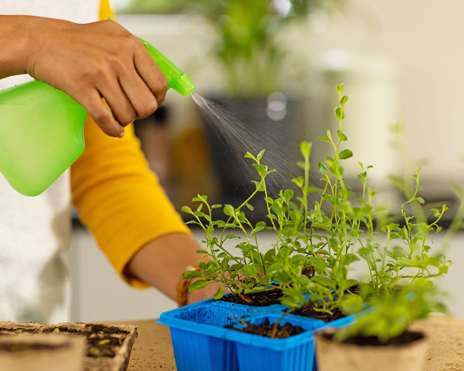 How Often To Water Seedlings? The Best Schedule For Success | Gardening ...