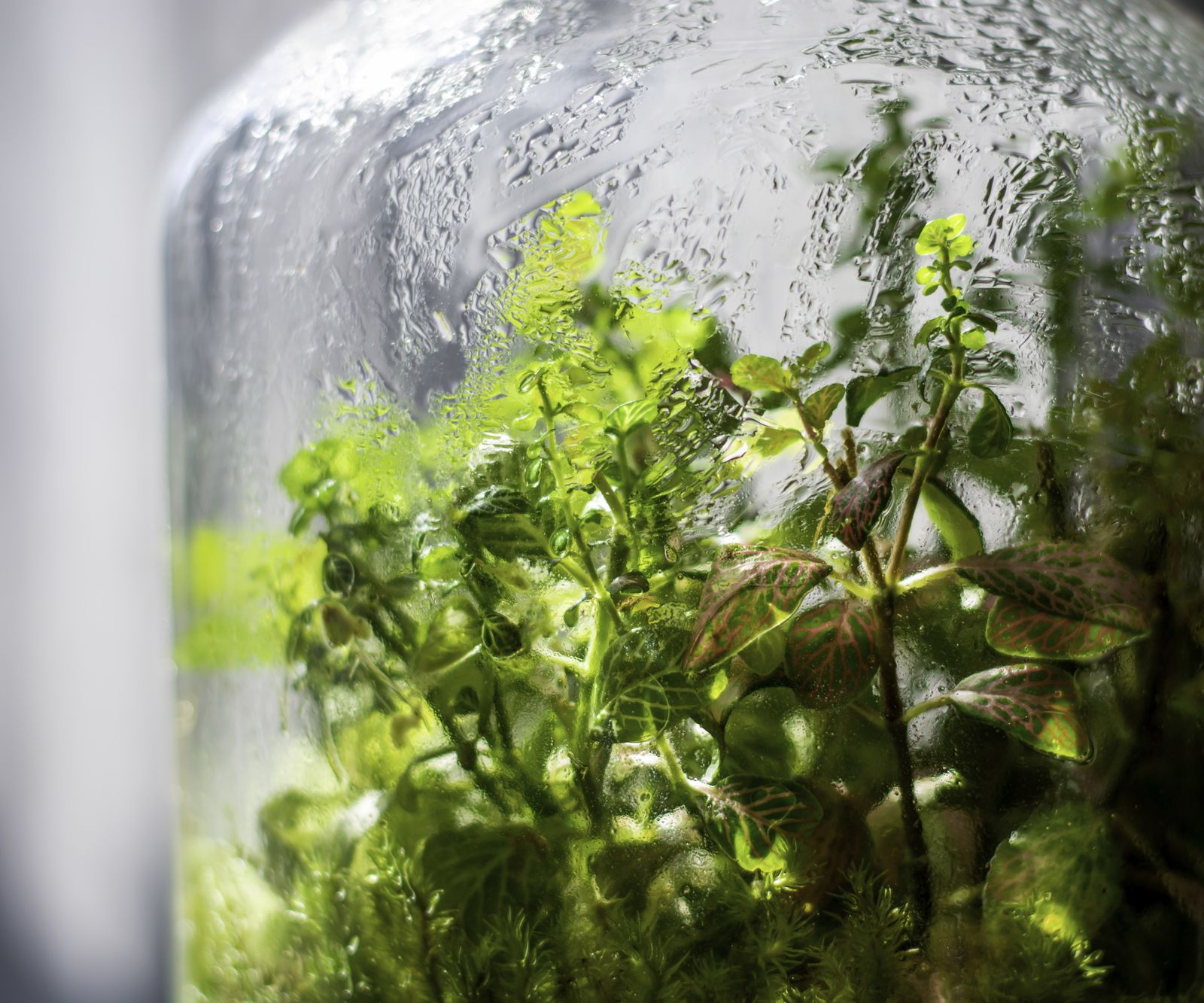 Terrarium care mistakes: 5 fatal errors you need to avoid | Homes and ...