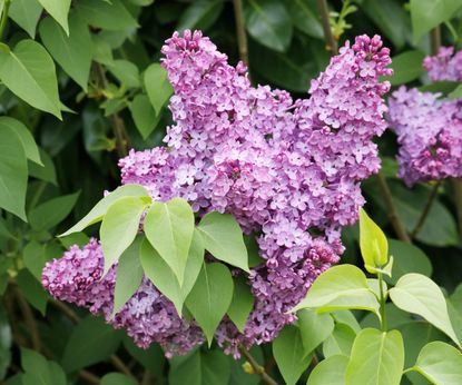How to propagate lilacs: expert tips for taking cuttings | Homes and ...