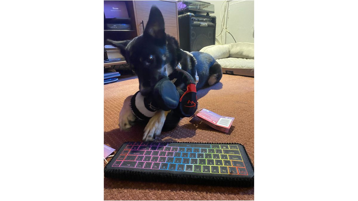 HyperX's new adorable gamer gear-themed pet toys are kind of paw-some ...
