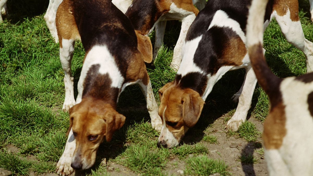 32 facts about American Foxhound dogs | PetsRadar