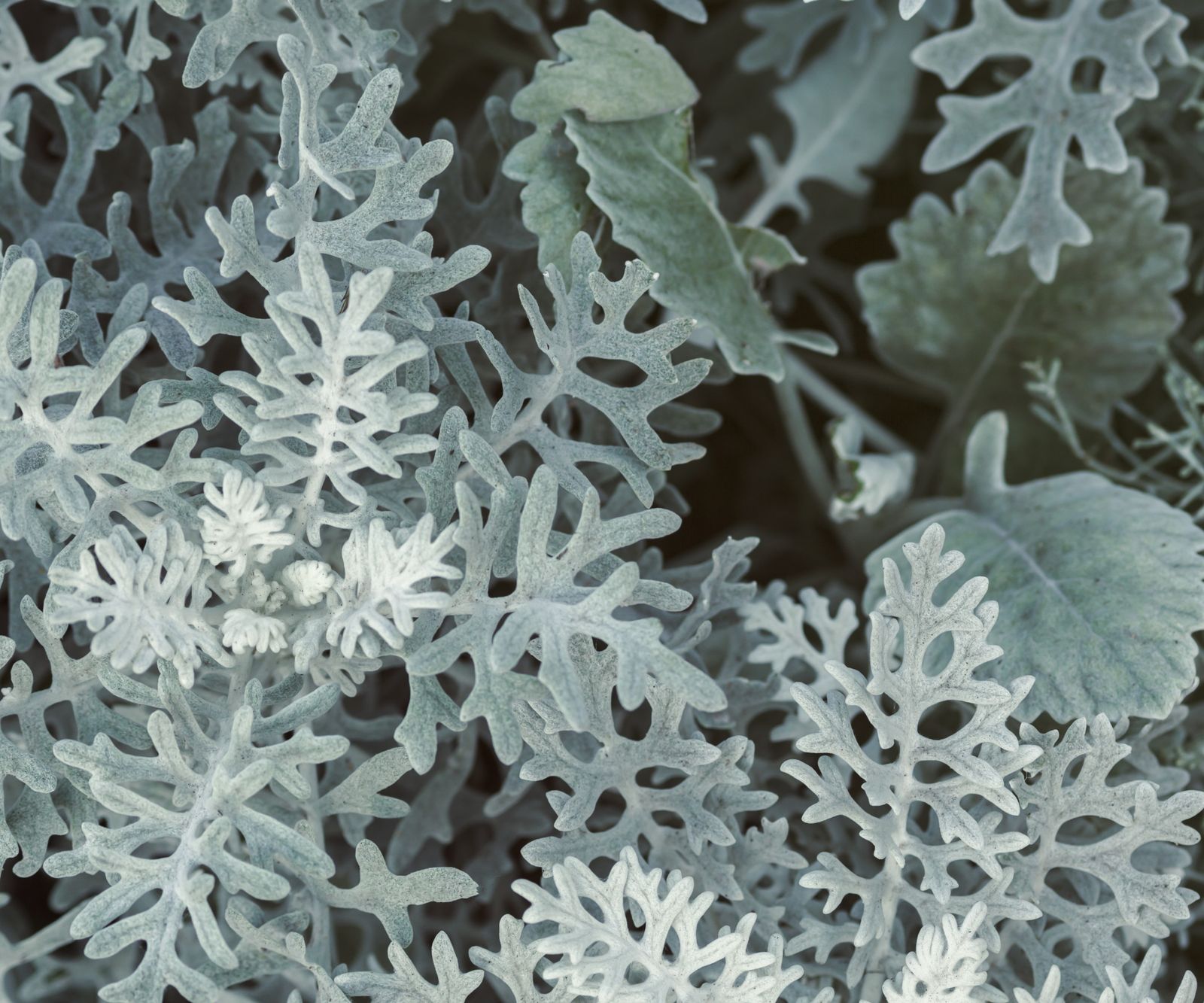 6 full sun ground cover plants: for sunny and dry yards | Homes and Gardens