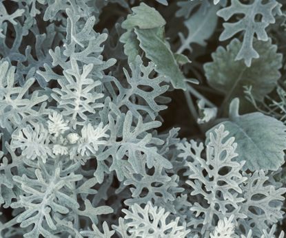 6 full sun ground cover plants: for sunny and dry yards | Homes and Gardens