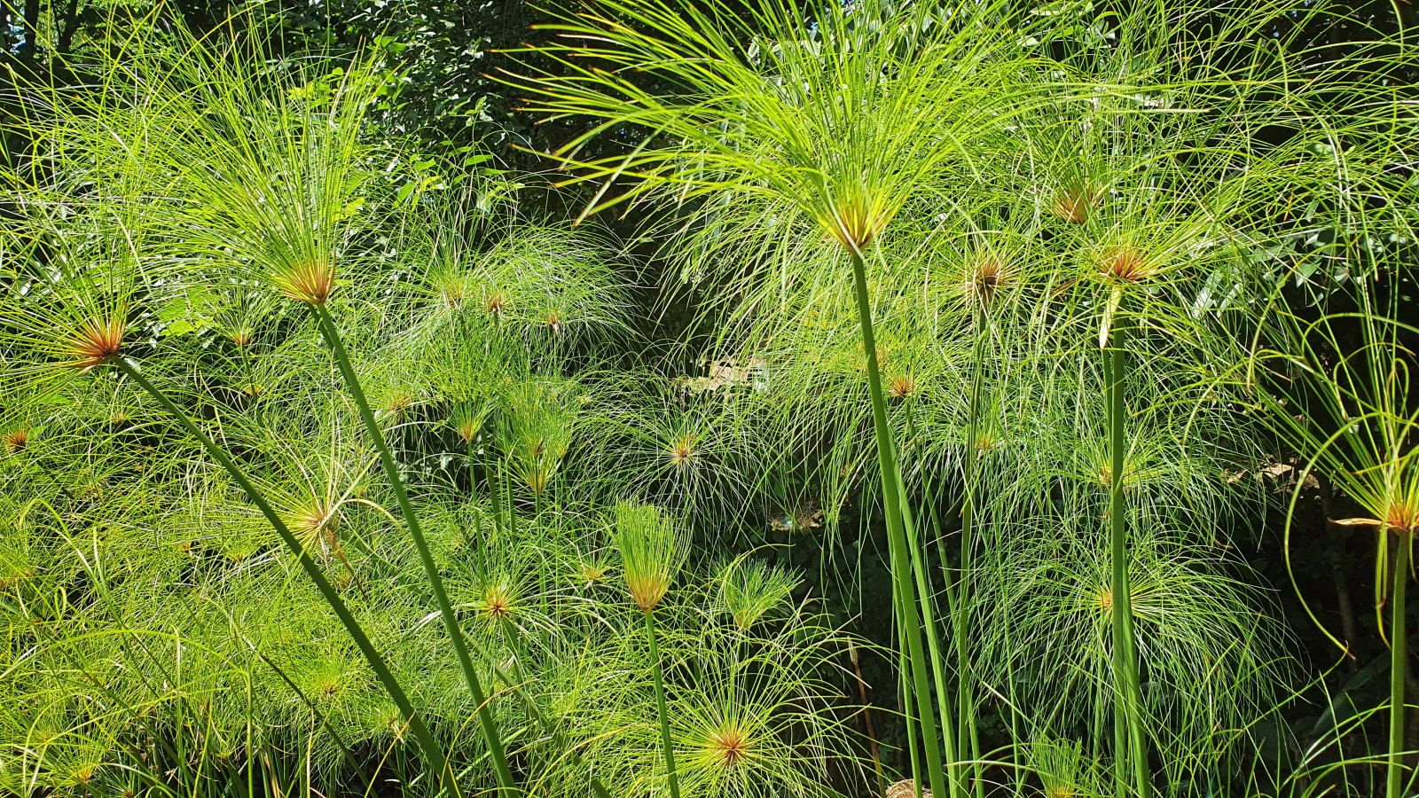 How to grow papyrus - a historic moisture-loving plant | Homes and Gardens
