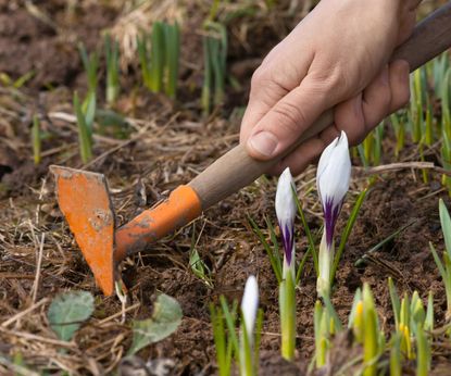 Preparing garden soil for spring: 5 expert tips | Homes and Gardens