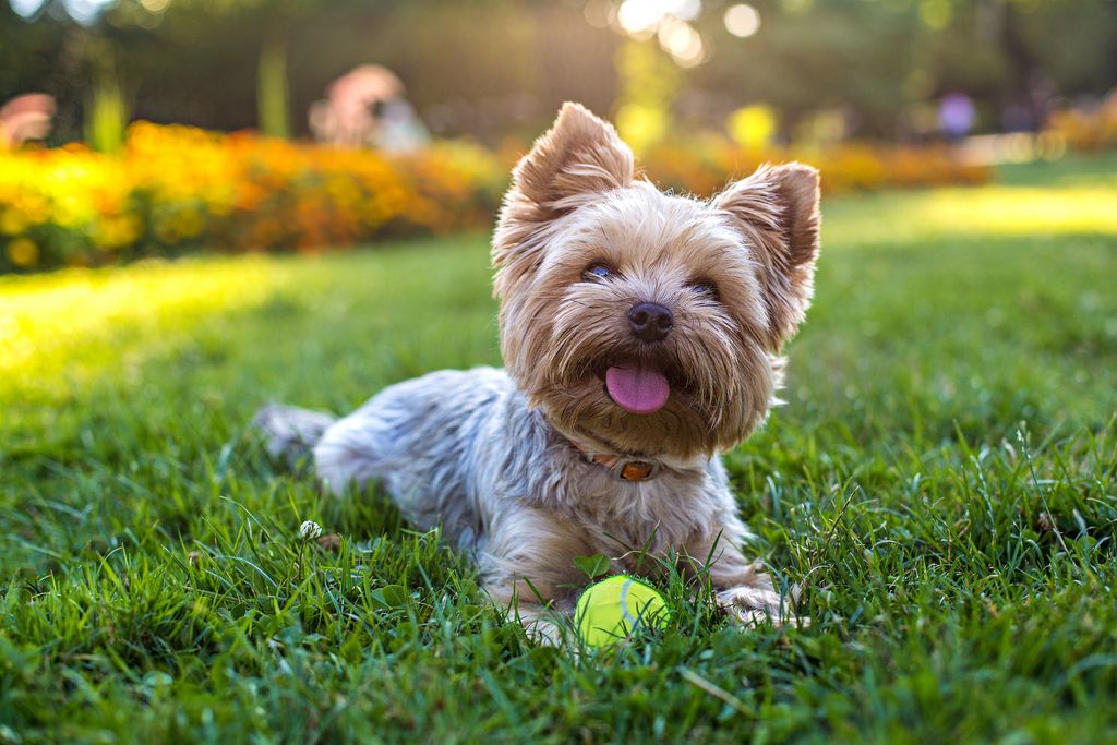 How to stop your dog pulling on the lead, by A-list trainer Ben Randall ...