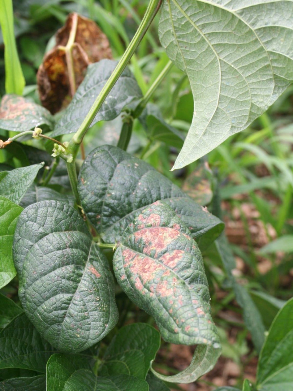 Learn About Common Bean Problems | Gardening Know How