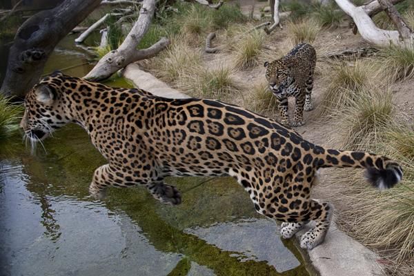 Jaguars News - all the latest about Jaguars - Page 3 | Live Science