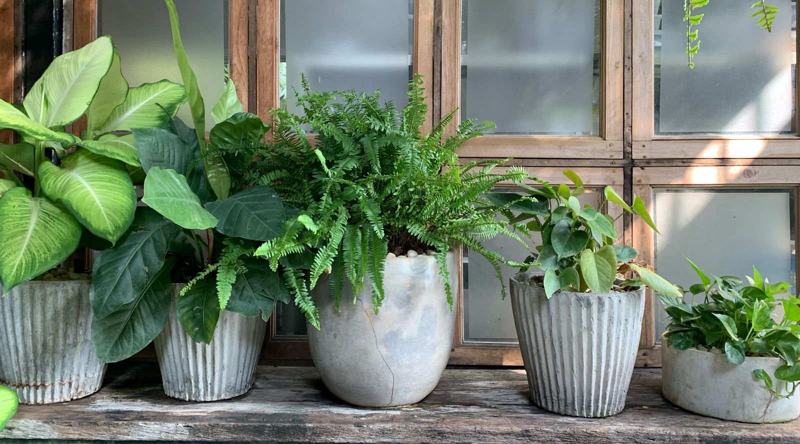 How to turn your windowsill into a thriving indoor garden | Livingetc
