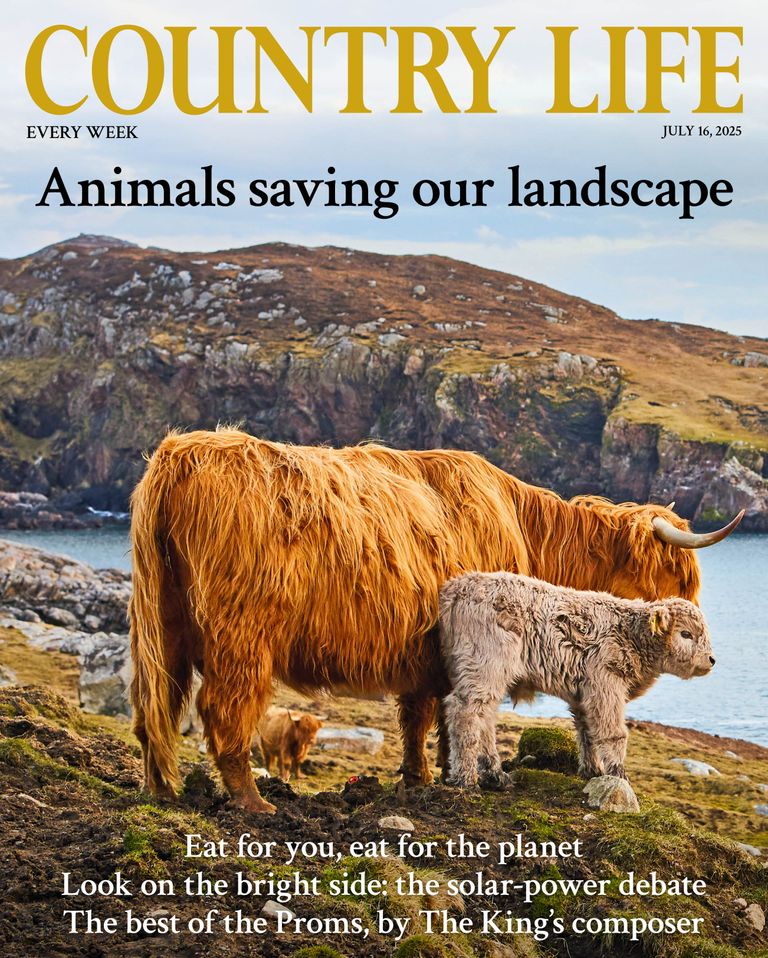 This week's issue of Country Life — and how to subscribe or get your ...