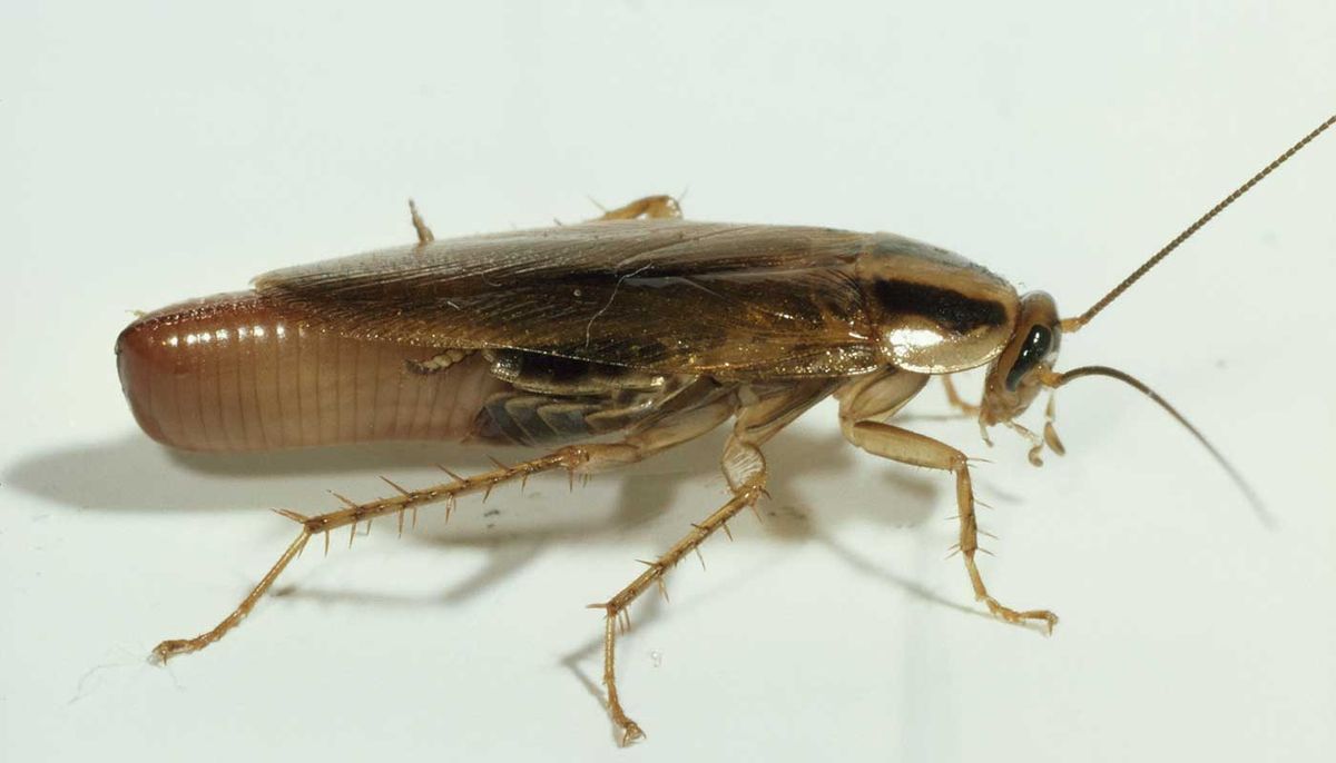 China trials cockroach farms to eliminate food waste | The Week