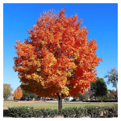 5 Types of Popular Maple Trees to Plant in Your Yard | Livingetc