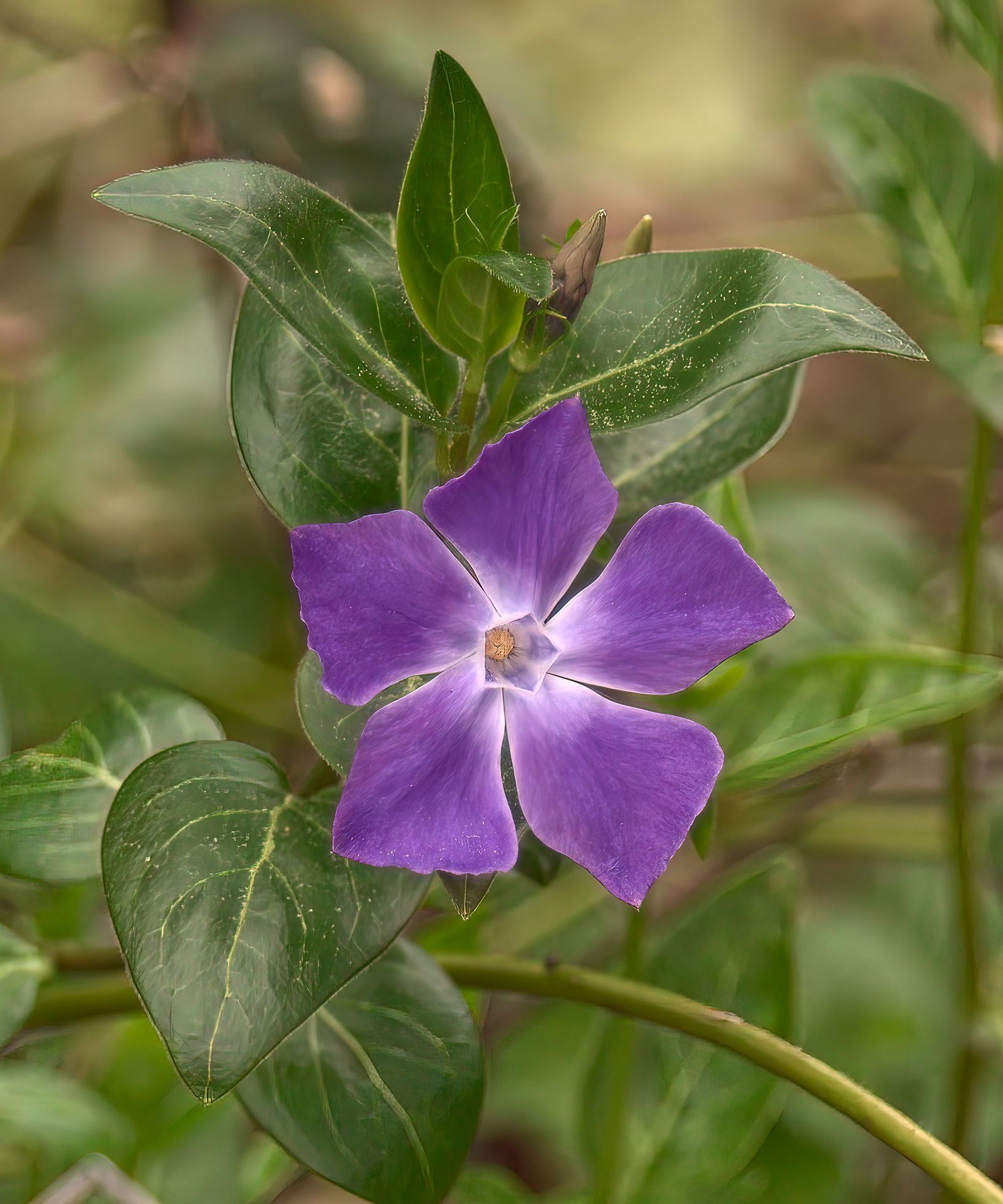 Invasive ground cover plants to avoid: 8 species | Homes and Gardens