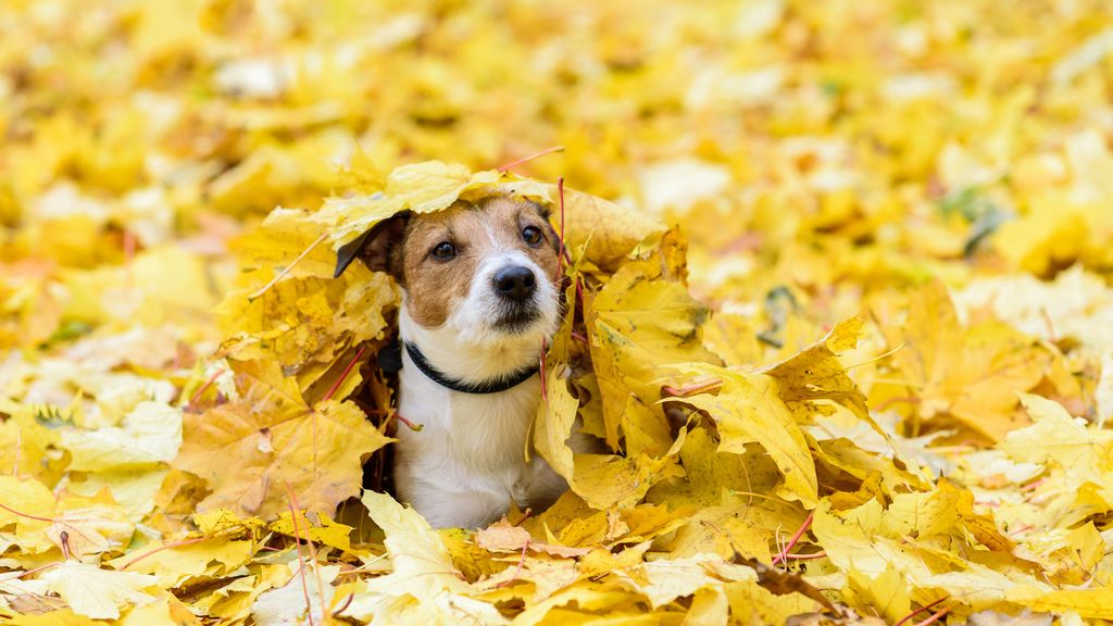 32 funny things dogs do | PetsRadar