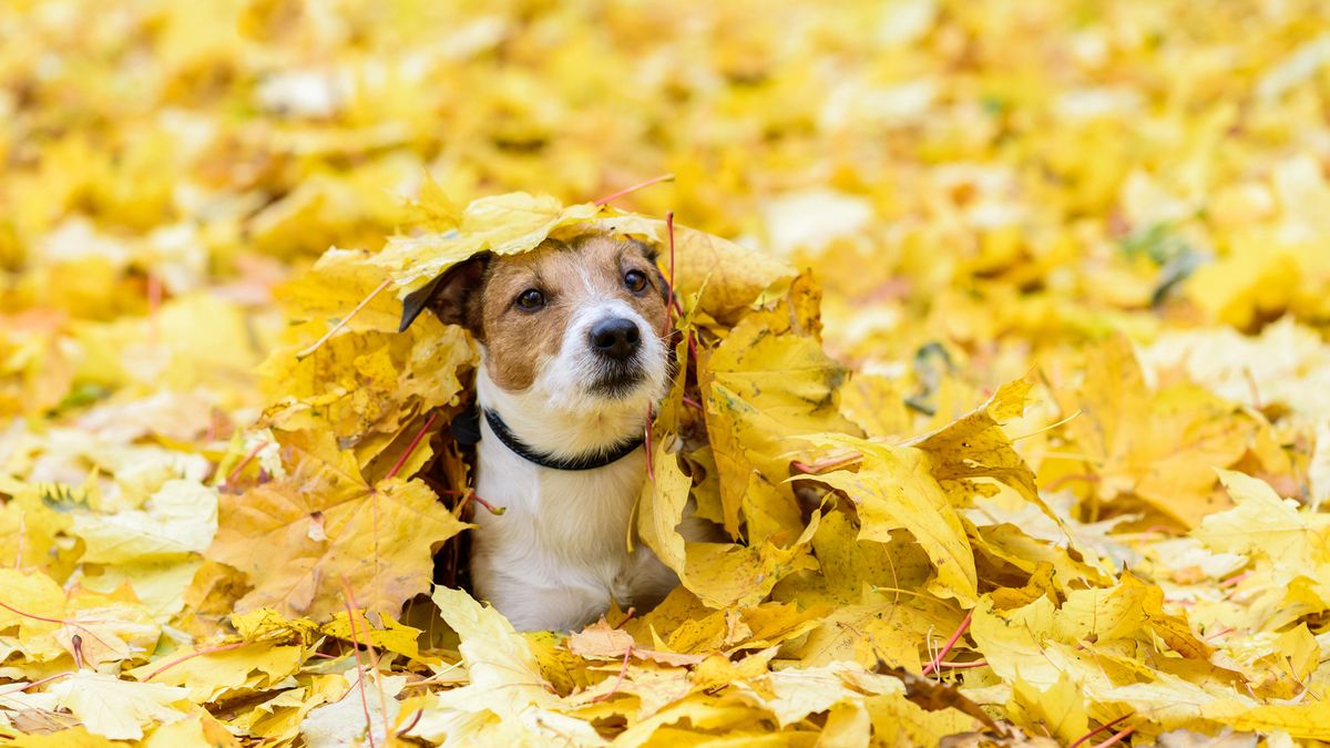 32 funny things dogs do | PetsRadar