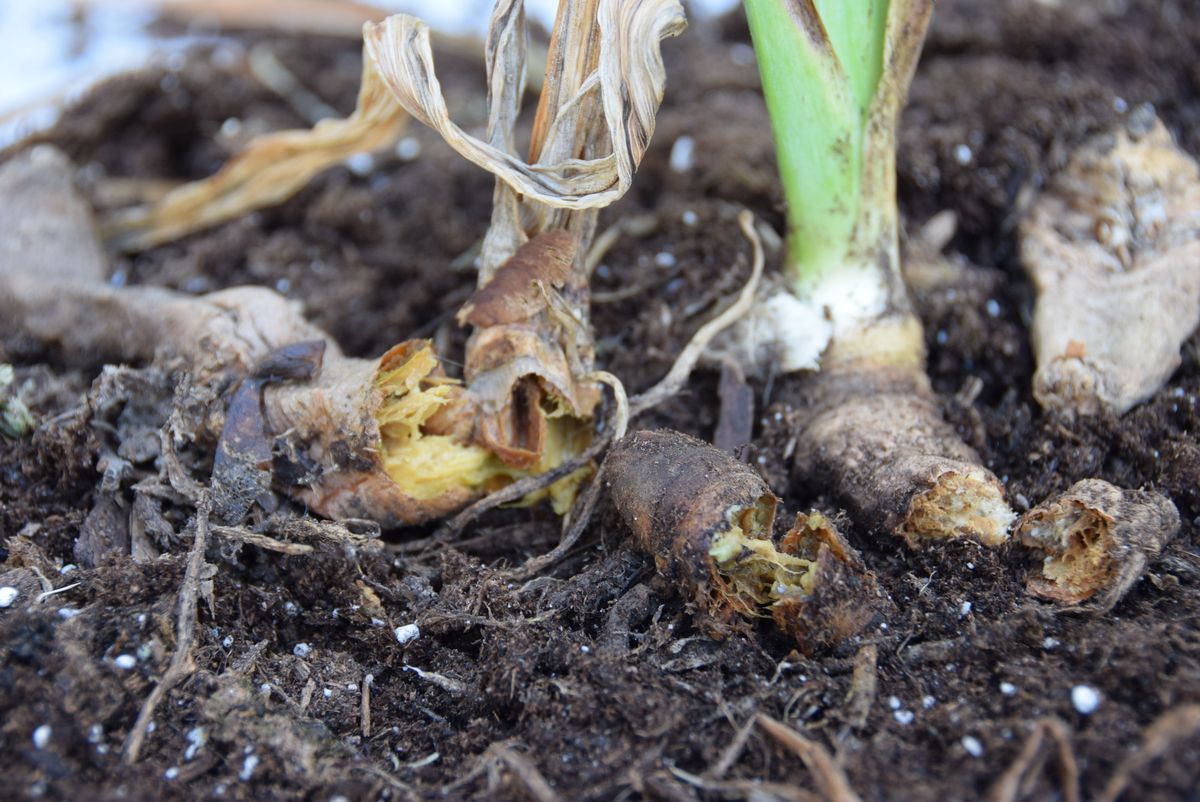 Root Rot In Iris - Learn How To Treat Iris Rot In The Garden ...