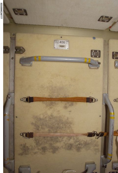 Spores in Space: Mold Can Withstand Radiation Doses That Would Kill a ...