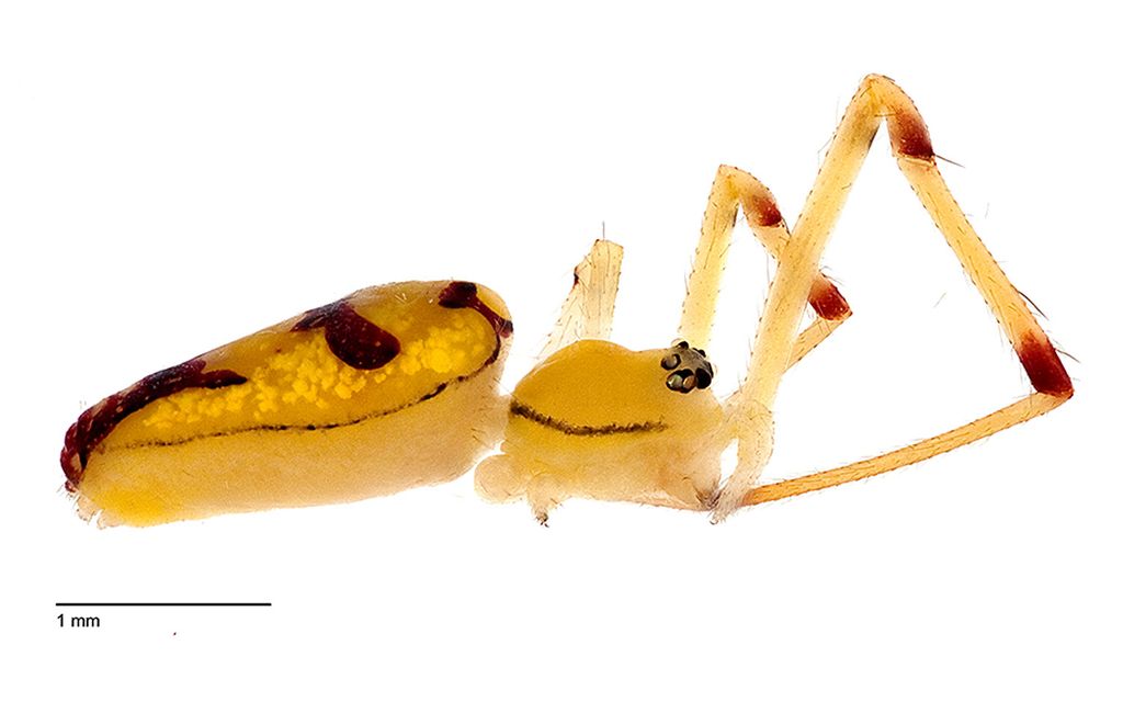 21 Totally Sweet Spider Superlatives | Live Science