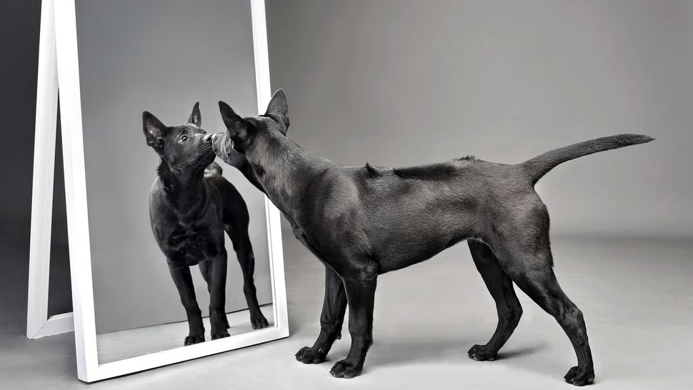 32 funny things dogs do | PetsRadar