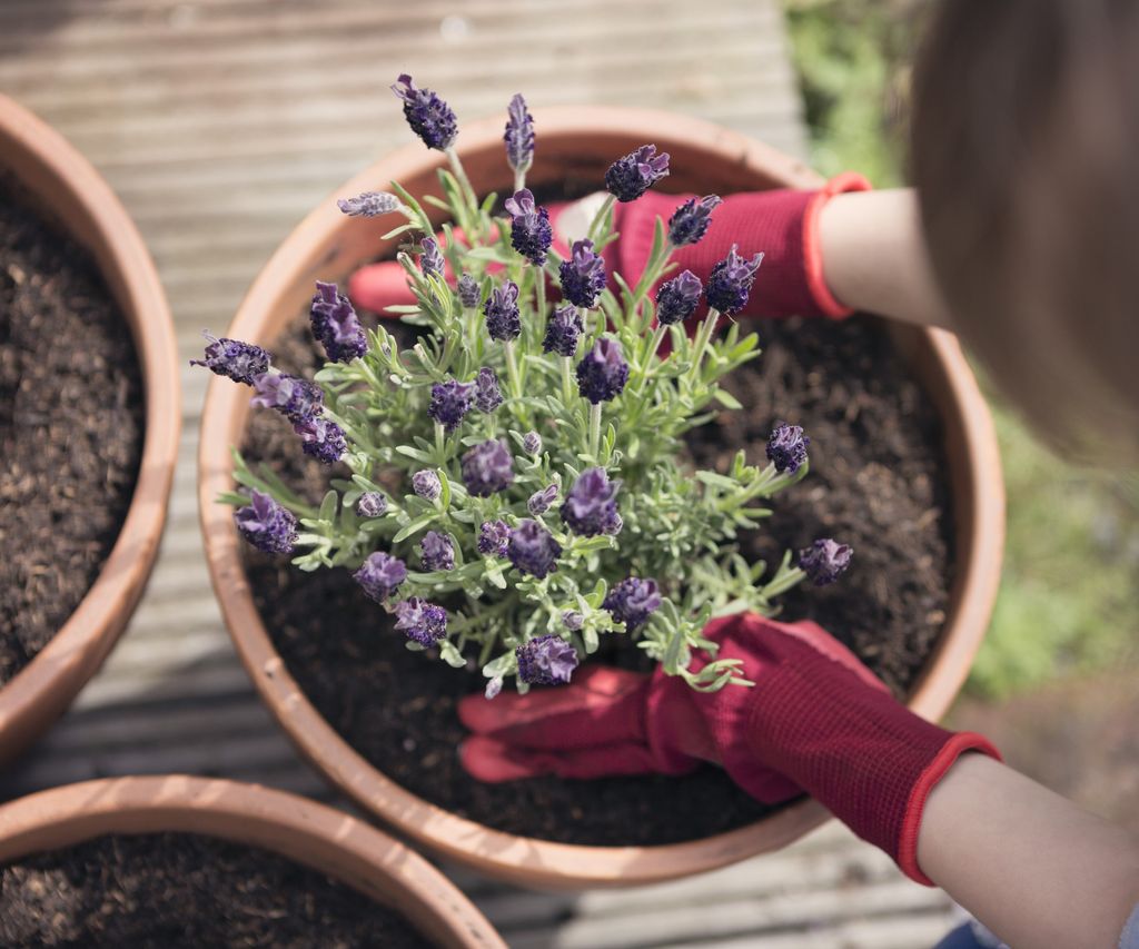 How to grow lavender in pots: expert tips for success | Homes and Gardens
