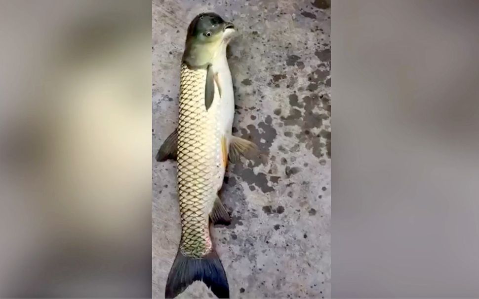 What's Up with This 'Half-Fish, Half-Bird' in China? | Live Science