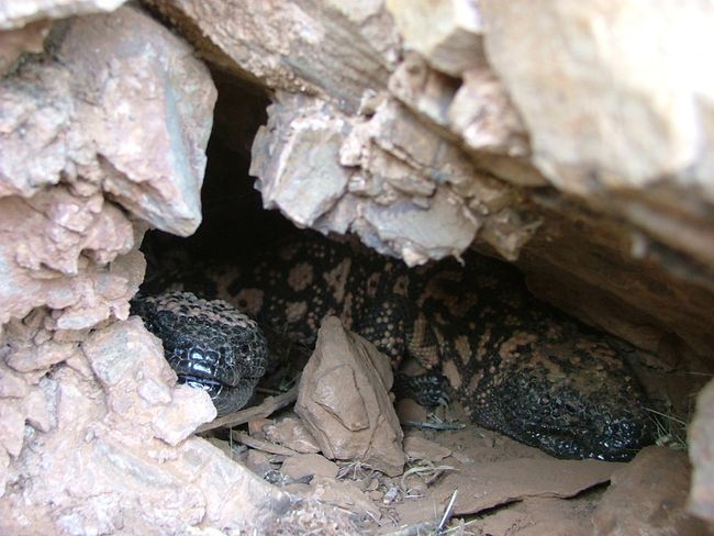 Gila Monster Photos: The Sluggish and Scaly Sweethearts of the American ...