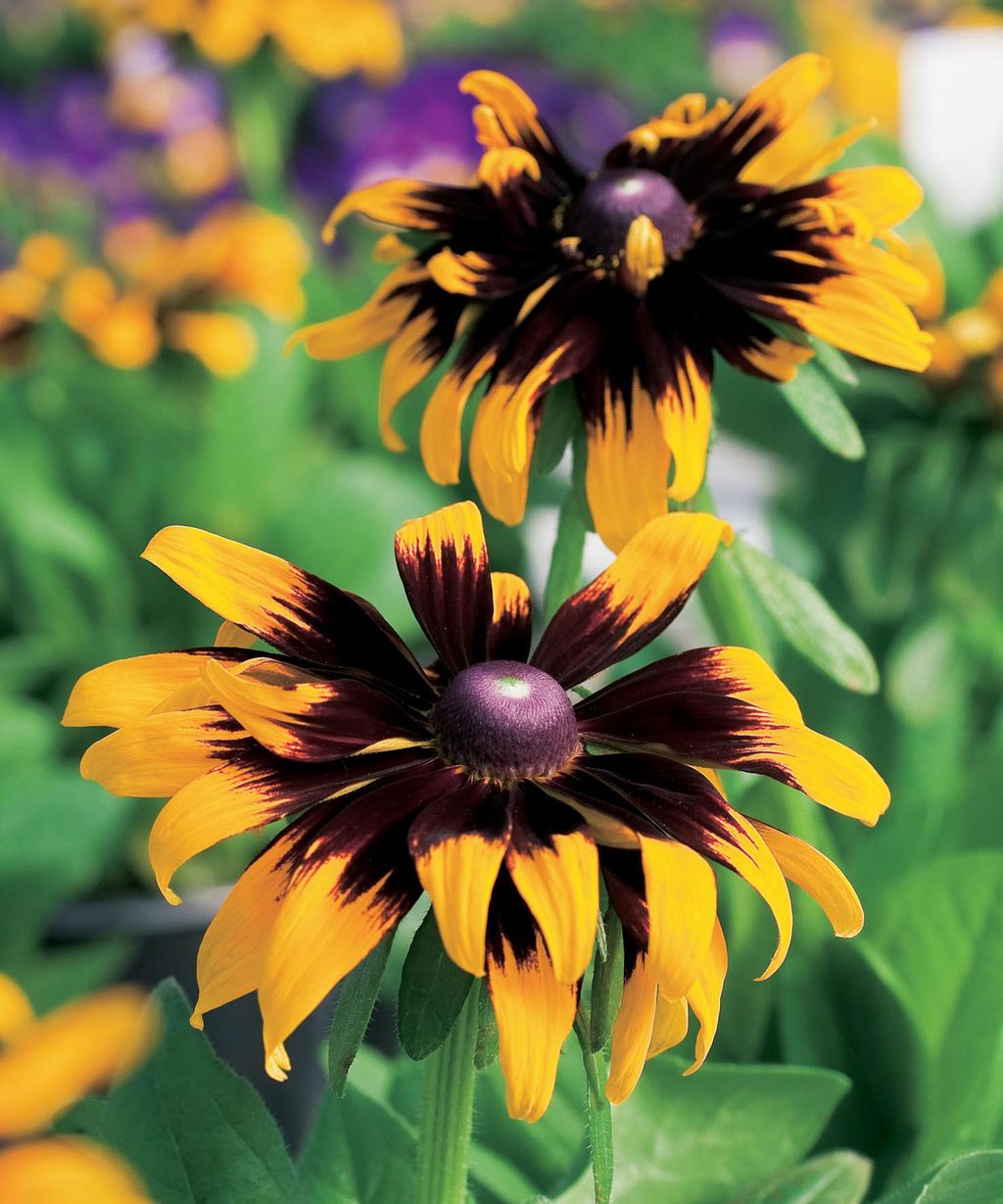 How to grow rudbeckia: tips for endless summer to fall flowers | Homes ...
